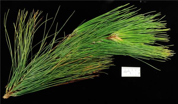 Factsheet - Pinus caribaea