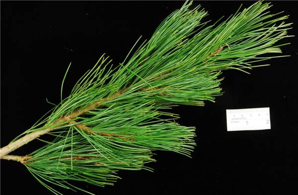 Factsheet - Pinus cembra