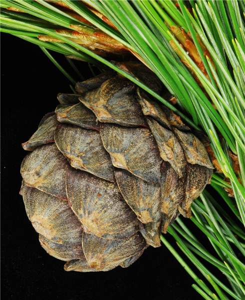 Factsheet - Pinus cembra