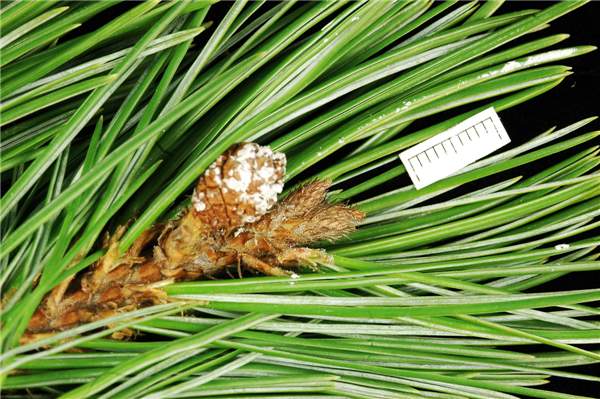 Factsheet - Pinus cembroides