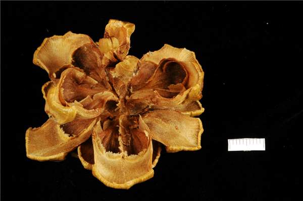 Factsheet - Pinus cembroides