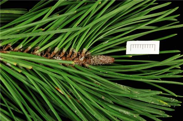 Factsheet - Pinus contorta
