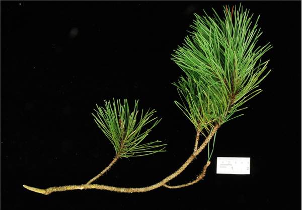 Factsheet - Pinus contorta