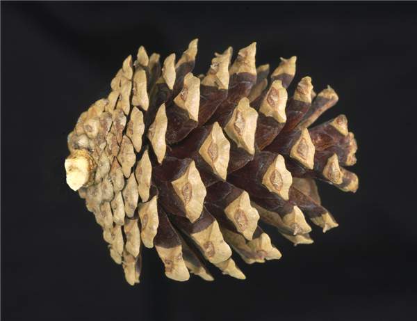 Factsheet - Pinus contorta