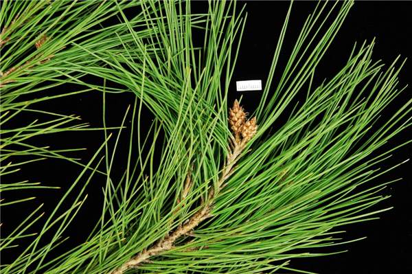 Factsheet - Pinus halepensis