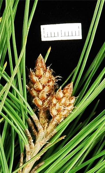 Factsheet - Pinus halepensis