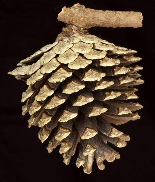 Factsheet - Pinus leiophylla