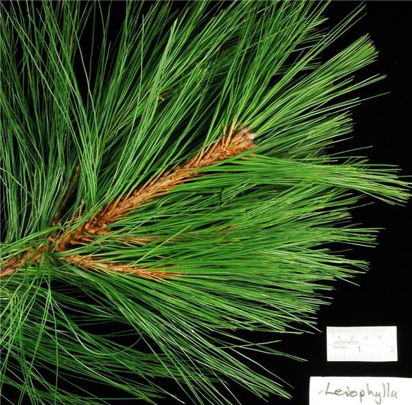 Factsheet - Pinus leiophylla