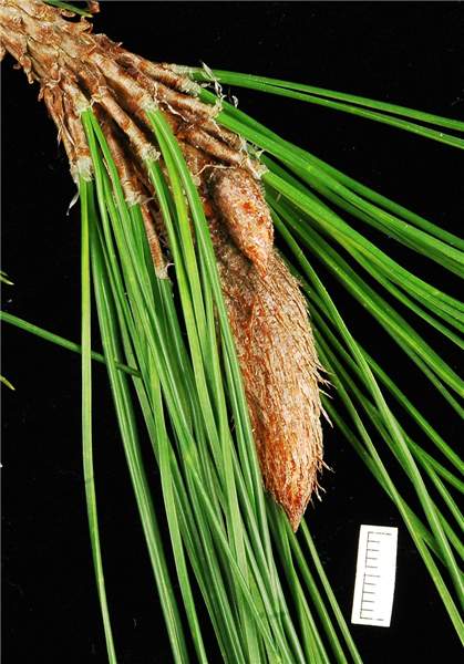 Factsheet - Pinus massoniana