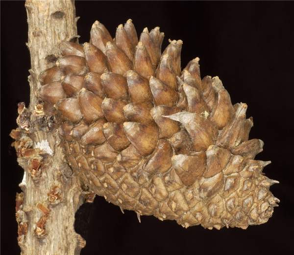 Factsheet - Pinus muricata