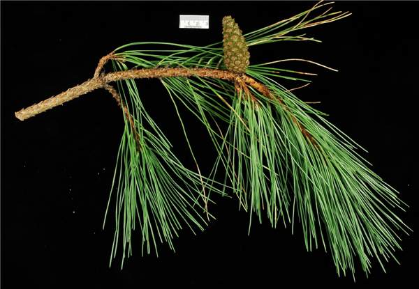 Factsheet - Pinus nigra
