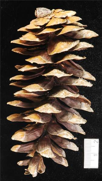 Factsheet - Pinus peuce