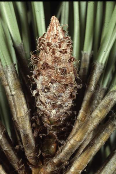 Factsheet - Pinus pinaster