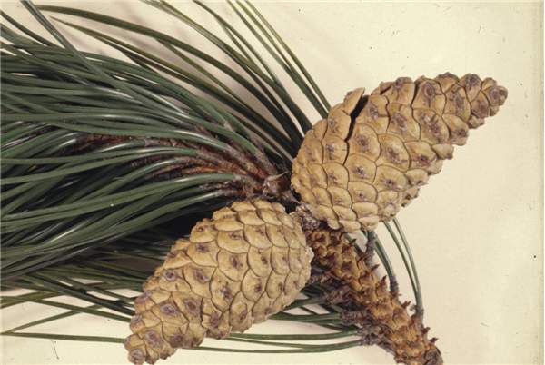 Factsheet - Pinus pinaster