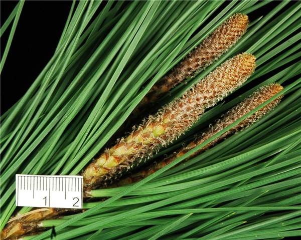 Factsheet - Pinus pinea