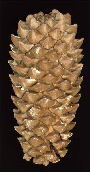 Factsheet - Pinus roxburghii