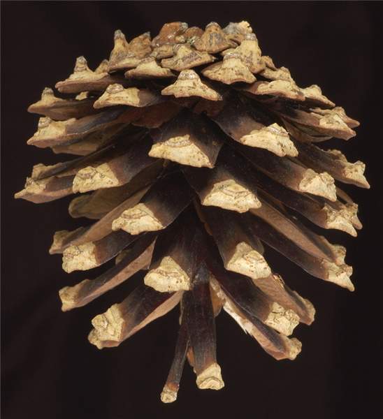 Factsheet - Pinus sylvestris