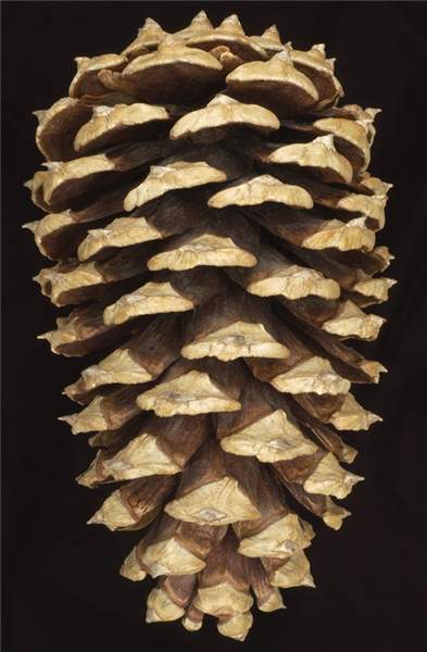 Factsheet - Pinus taeda