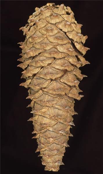 Factsheet - Pinus taeda