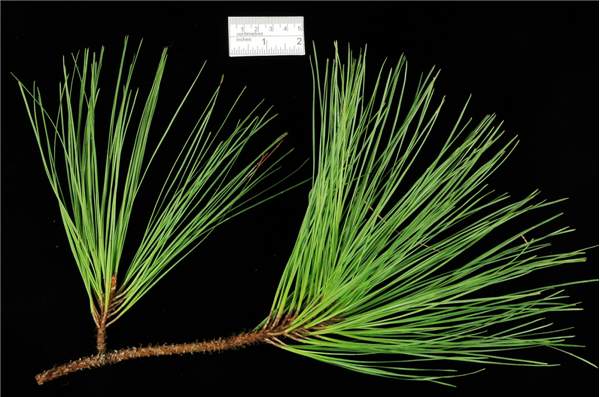 Factsheet - Pinus taeda