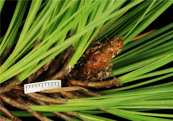 Factsheet - Pinus taeda