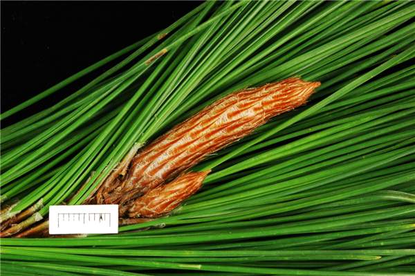 Factsheet - Pinus taiwanensis