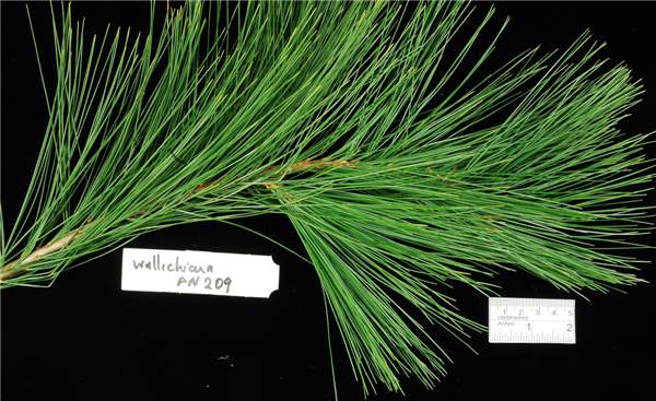 Factsheet - Pinus wallichiana