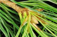 Factsheet - Pinus strobus var. chiapensis