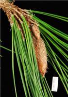 Factsheet - Pinus massoniana