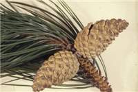 Factsheet - Pinus pinaster