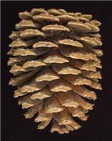 Factsheet - Pinus ponderosa