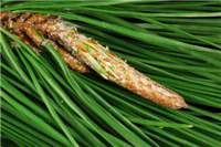 Factsheet - Pinus radiata