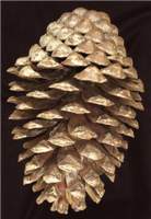 Factsheet - Pinus radiata