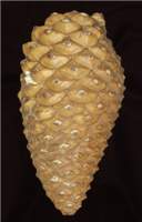 Factsheet - Pinus radiata